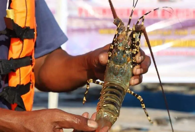Cara Budidaya Lobster Air Tawar: Panduan Lengkap | Ngunyah: Budidaya Hewan Ternak + Peliharaan