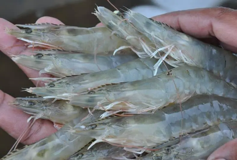 Cara Budidaya Udang Air Tawar [Panduan Pemula] | Ngunyah: Budidaya ...