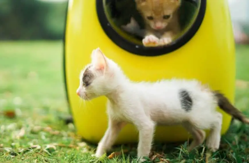 Makanan Kucing 1 Bulan [Sehat + Aman] | Ngunyah: Budidaya Hewan Ternak ...