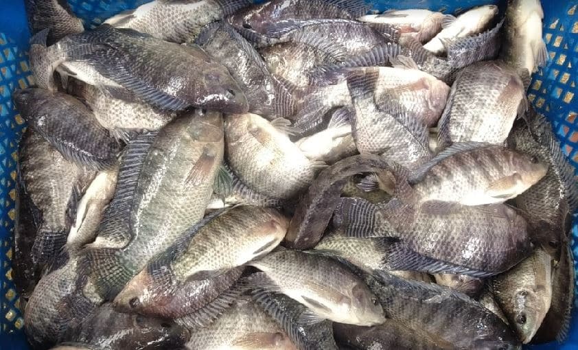 Cara Memilih Benih Ikan Nila Berkualitas Panduan Lengkap Untuk Pemula