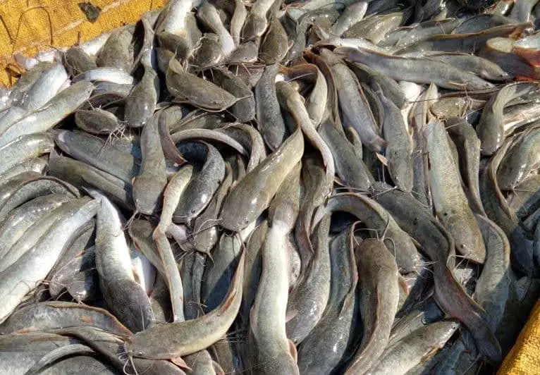 Cara Ternak Lele di Rumah [Panduan Lengkap] | Ngunyah: Budidaya Hewan ...